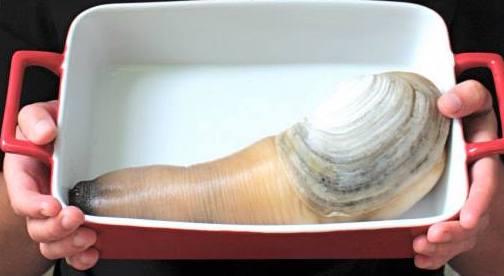 GEODUCK ITEMS FROM SALINITY'S SUPPLIERS – Salinity Seafood & More